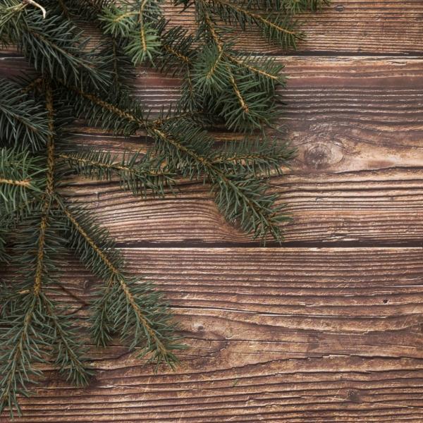 Differenza tra Abete e Larice | Scoprilo con Panda Wood